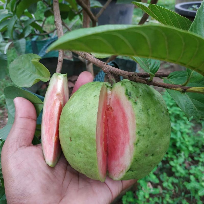 Jual Bibit Jambu KRISTAL MERAH Super Unggul dan Genjah bisa tanam dalam ...