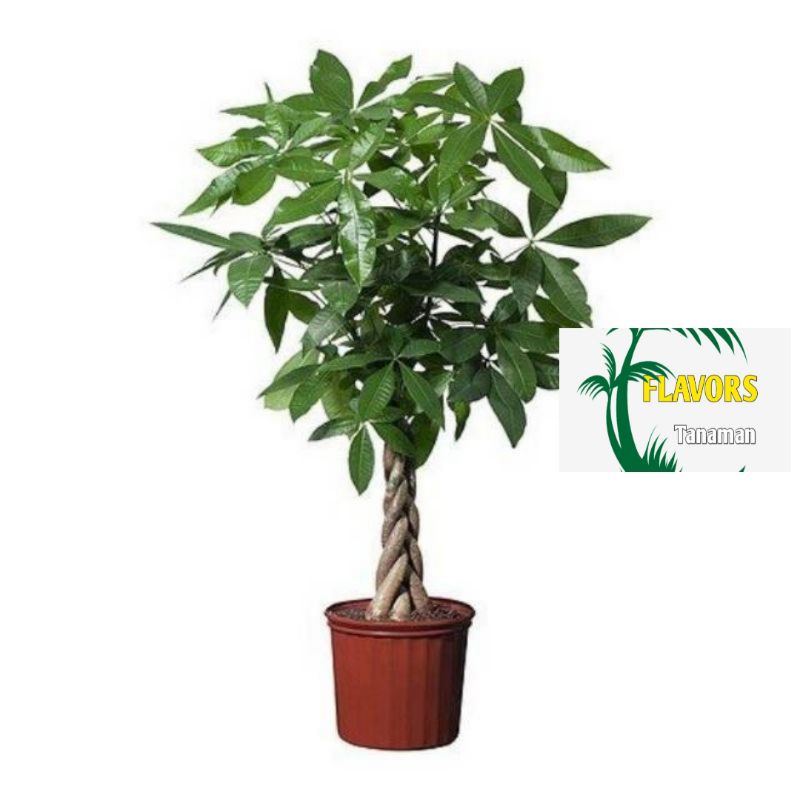 Jual GRATIS ONGKIR!!! Tanaman hias Pacira Kepang 9 - Pachira Money Tree ...