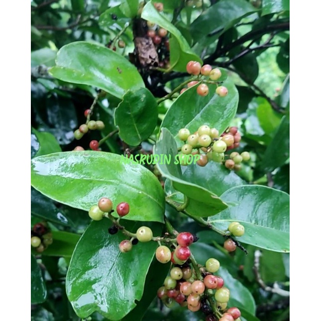 Jual Fresh Segar DAUN BUNI SEGAR / DAUN HUNI LANGSUNG PETIK / ANTIDESMA ...