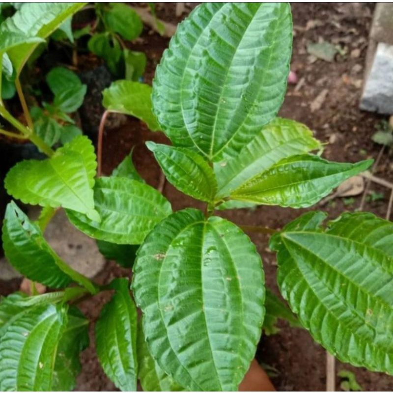 Jual Bibit pohon pohpohan/Tanaman pohpohan buat lalapan | Shopee Indonesia