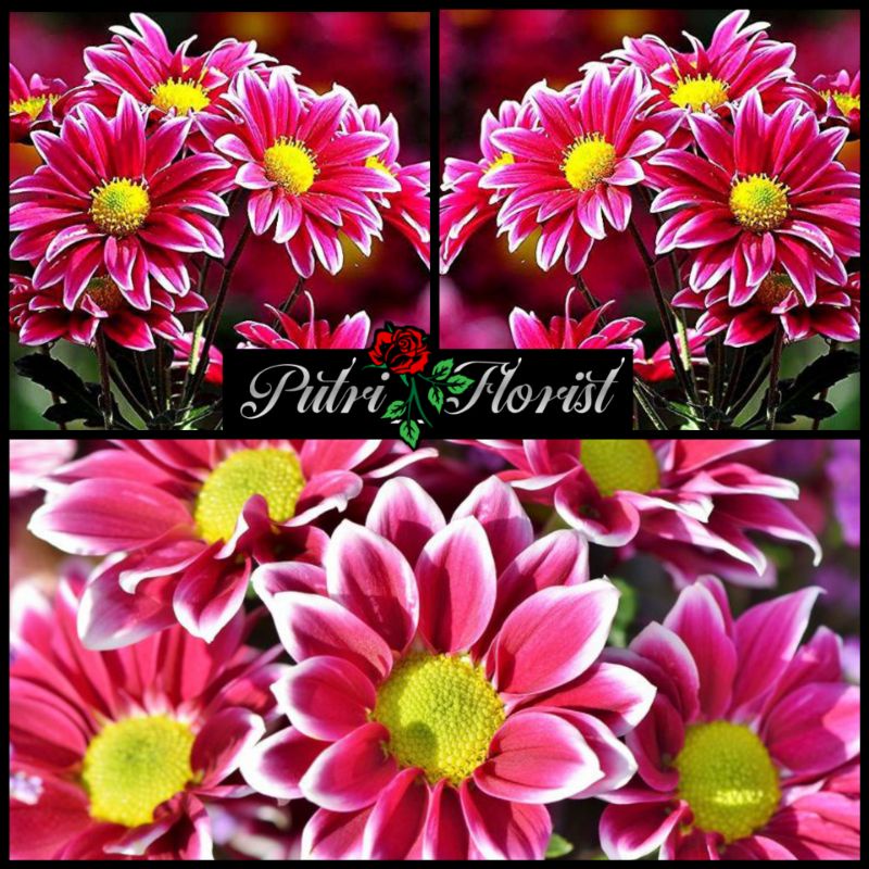 Jual Bunga Potong Krisan Aster 1 ikat ( Remix Red Yellow ) murah ...