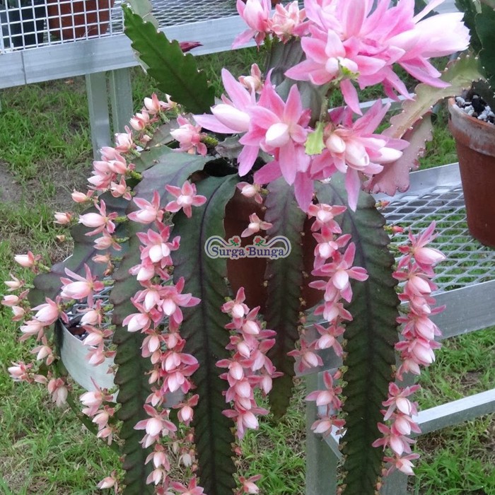 Jual Pohon wijaya kusuma german empress (Disocactus anguliger) tanaman ...