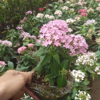 Jual Bunga Pentas Terlengkap & Harga Terbaru Maret 2026 | Shopee Indonesia