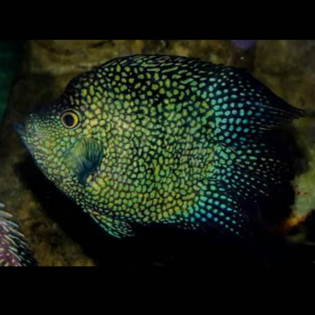Jual Ballon Green Texas Cichlid Giant Short Body Jumbo American Cichlid ...