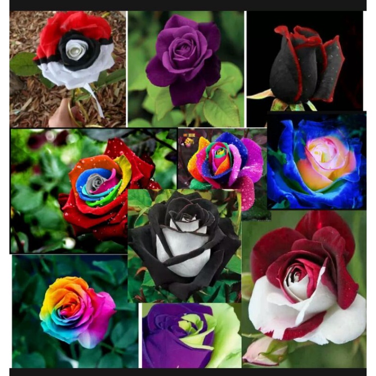 Jual 10 biji benih bunga mawar warna warni campur | Shopee Indonesia