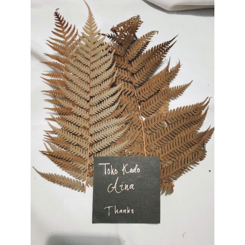 Jual DAUN PAKIS COKELAT/Pakis Kering / daun Pakis kering | Shopee Indonesia