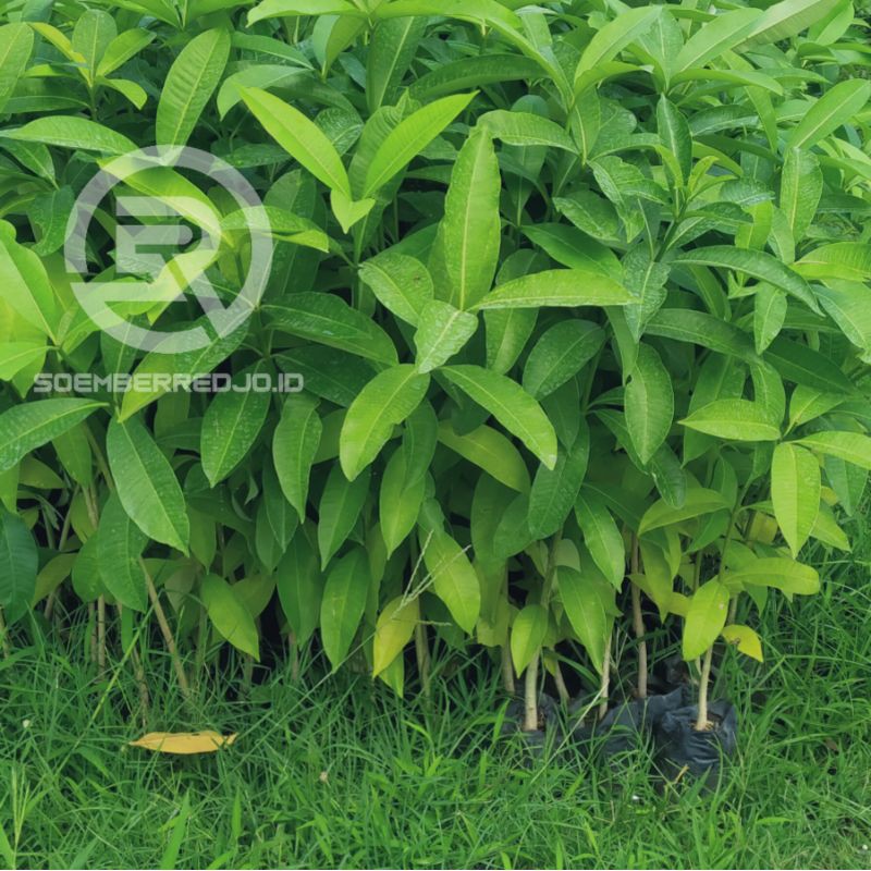 Jual Pohon Pule Terlengkap & Harga Terbaru Juni 2026 | Shopee Indonesia