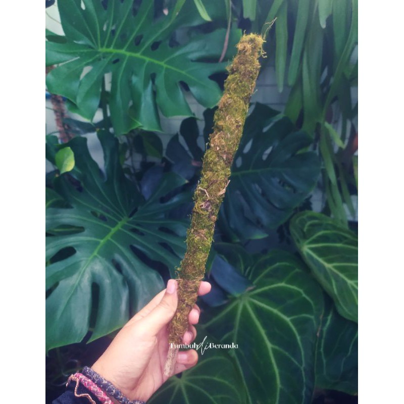 Jual Turus Lumut Hidup - Live Moss Pole - tumbuhdiberanda | Shopee ...