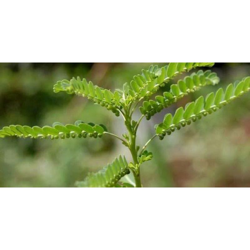 Jual rumput/suket Meniran 250 grm | Shopee Indonesia