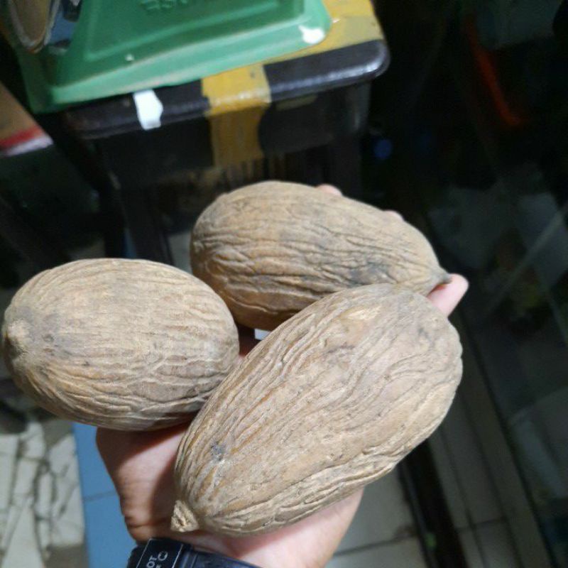 Jual buah ulin/ biji besi kalimantan asli | Shopee Indonesia