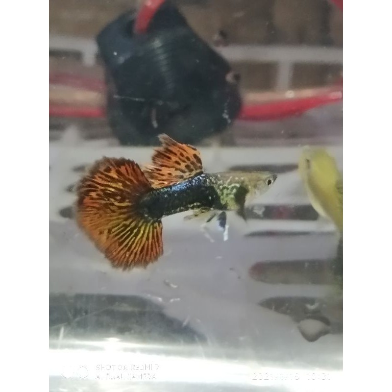 Jual Hewan koleksi ikan hias Guppy Red Dragon 1 pasang | Shopee Indonesia