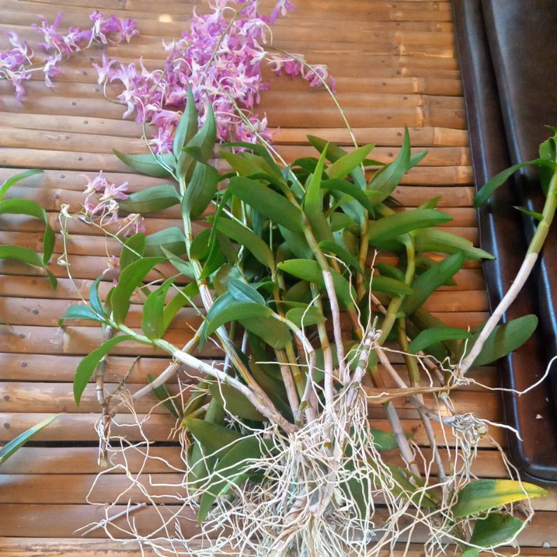 Jual Anggrek Dendrobium Superbien | Shopee Indonesia