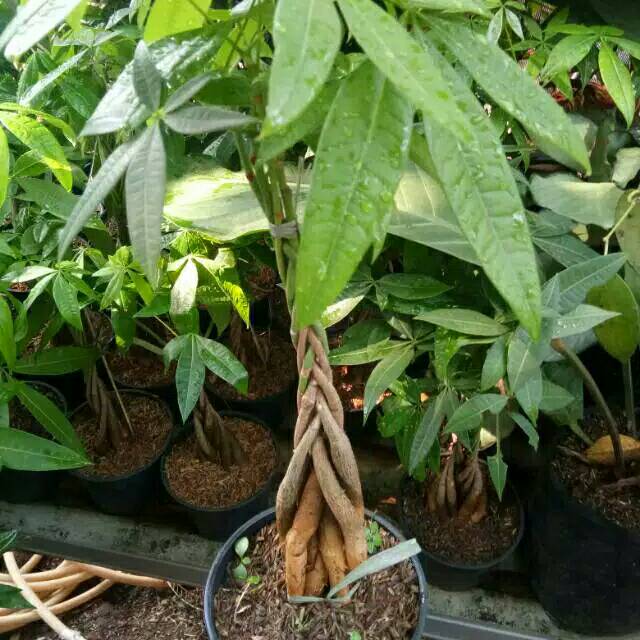 Jual Tanaman pacira kepang 9 pacira kepang 9 -pohon uang | Shopee Indonesia