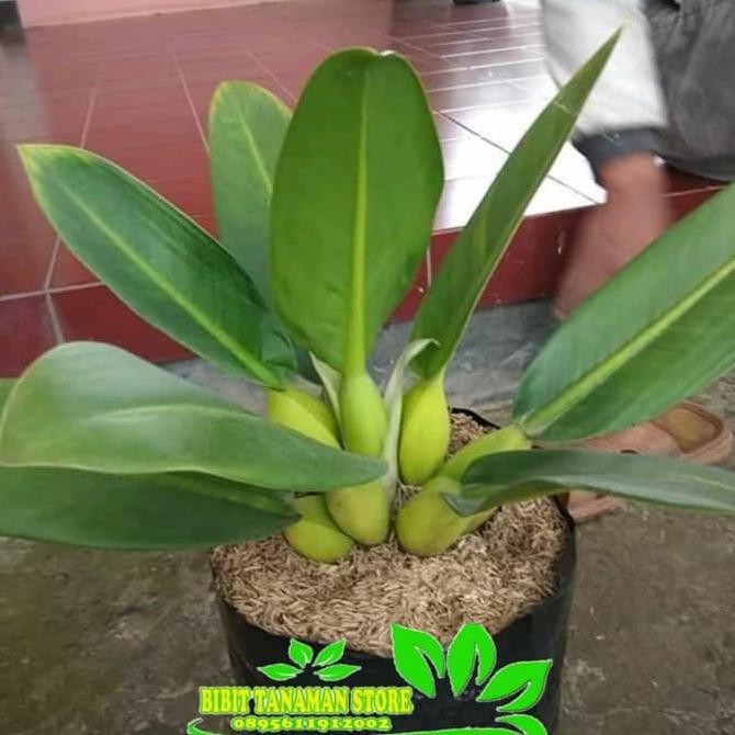 Jual Tanaman Hias Philo Eceng - Philodendron Eceng - Philo Katak ...