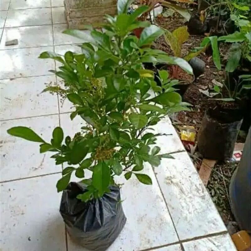 Jual pohon kemuning kuning pohon bunga culan-pohon pacar cina bibit ...