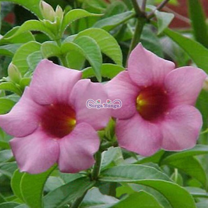 Jual alamanda (Allamanda cathartica) tanaman hias bunga cantik tinggi 1 ...