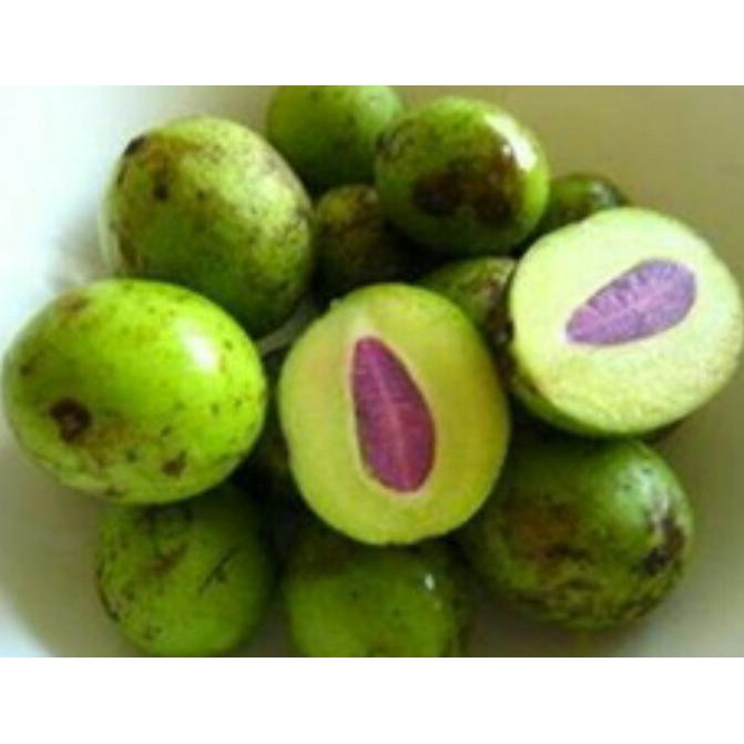 Jual Bibit Pohon Gandaria/Buah Jatake W4Ge | Shopee Indonesia