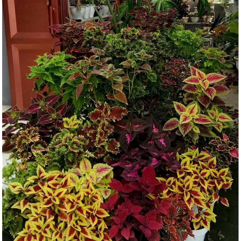 Jual tanaman miana paket 10 yang sudah berakar miyana tanaman outdoor ...