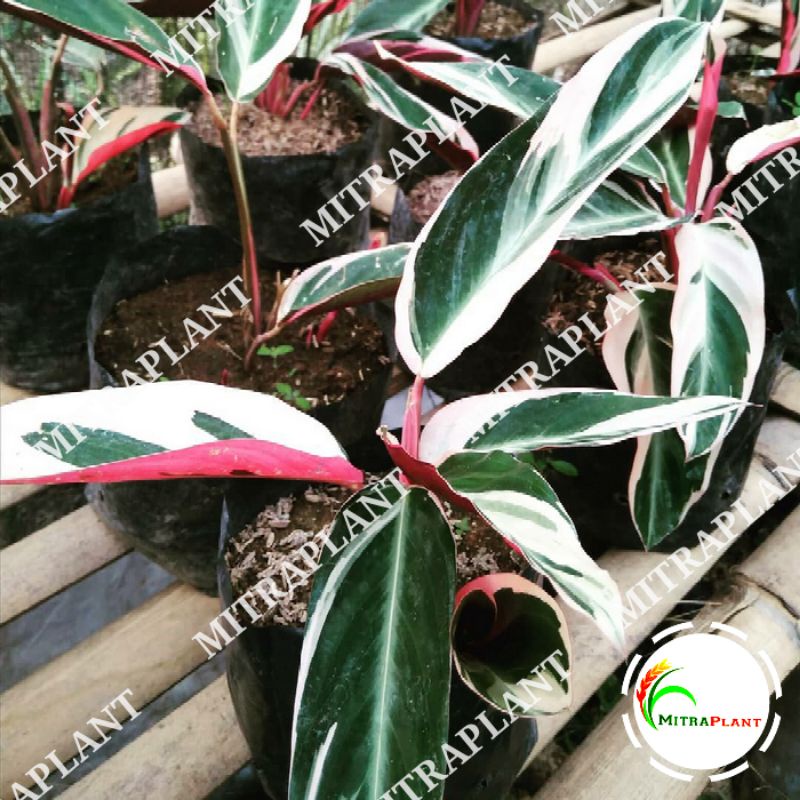 Jual Tanaman Hias Calathea Tricolor - Bibit Pohon Bunga Calatea Tri ...