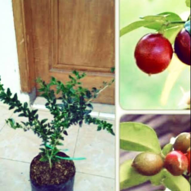 Jual Tanaman Bibit Pohon Buah Jeruk Kingkit | Shopee Indonesia