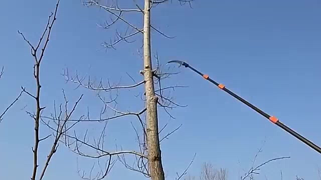 Jual Gergaji Pemangkasan Cabang Ranting Dahan Benalu Tiang Tongkat Teleskopik | Shopee Indonesia