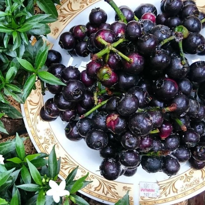 Jual READY Bibit Tanaman GowokPohon GowokBuah Gowok Kupa Mulai Langka ...