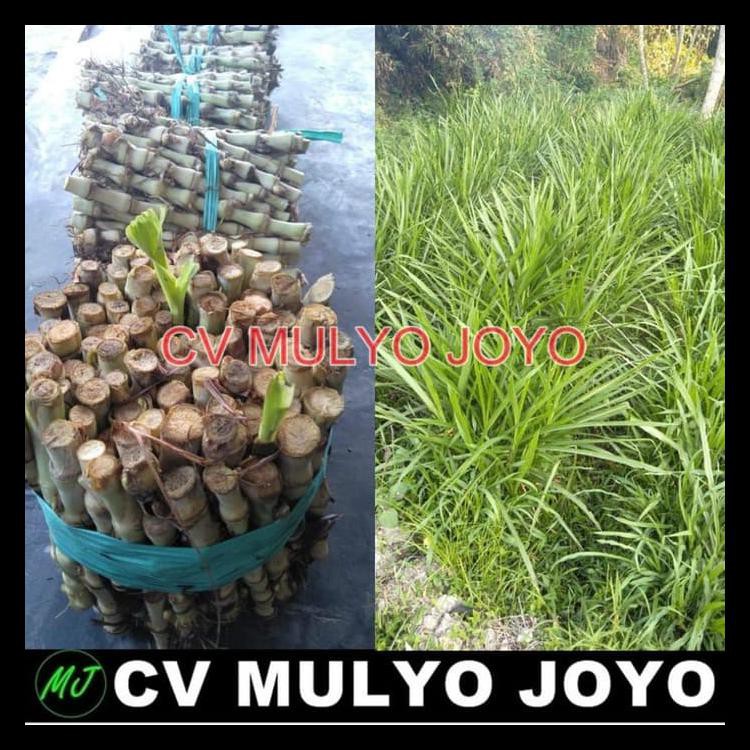 Jual Benih Bibit Rumput Odot Bibit Rumput Pakan Ternak Sapi Kambing ...