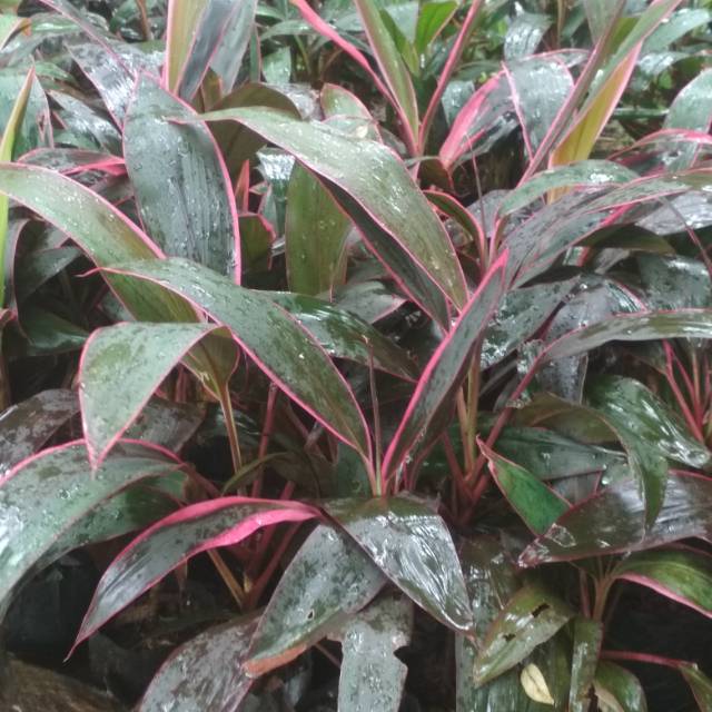Jual Pohon hanjuang merah/andong merah | Shopee Indonesia