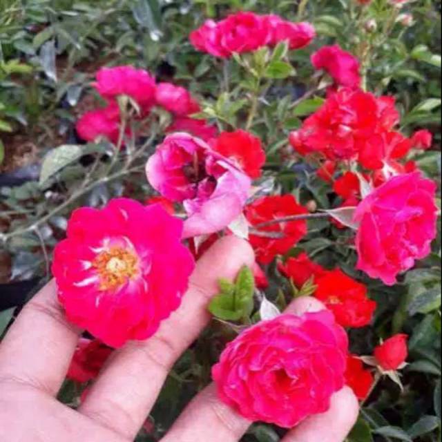 Jual Tanaman hias Mawar rambat /climbing rose | Shopee Indonesia