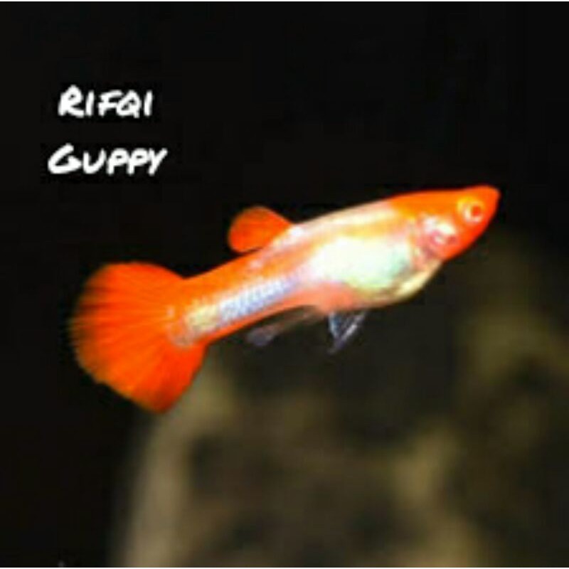 Jual Ikan Guppy Albino Koi Ikan Hias | Shopee Indonesia