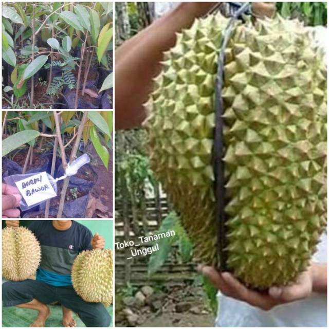 Jual Bibit Durian Bawor Tinggi 1 Meter Up Berkualitas Tinggi Investasi Panen Durian Terbaik ...