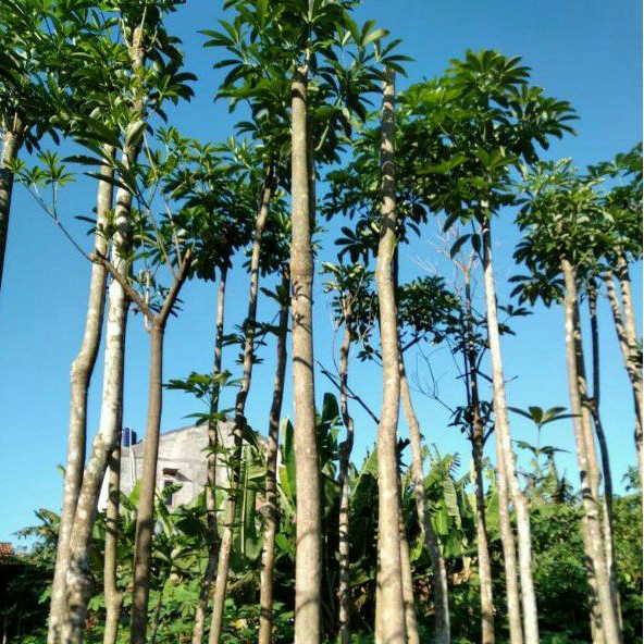 Jual Pohon pulai/pule batang tunggal | Shopee Indonesia