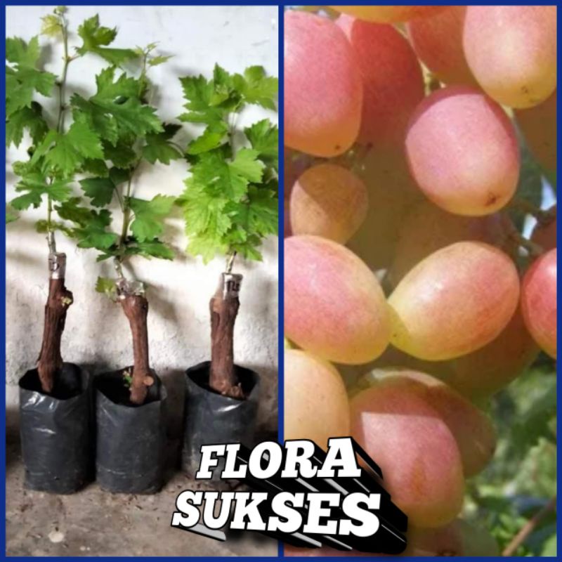Jual Tanaman Anggur Import Julian Valid Hasil Grafting | Shopee Indonesia Jual Tanaman Anggur Import Julian Valid Hasil Grafting | Shopee Indonesia