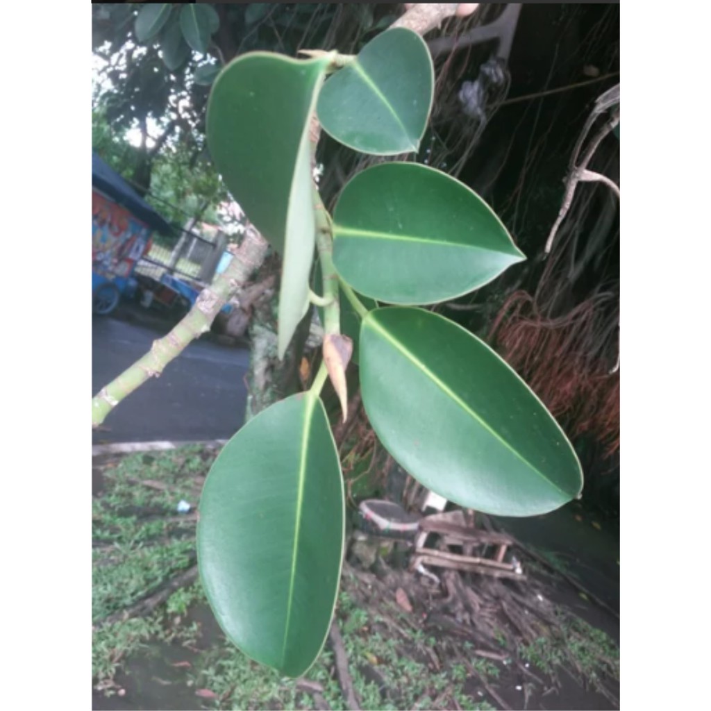 Jual DAUN KARET KEBO | Shopee Indonesia