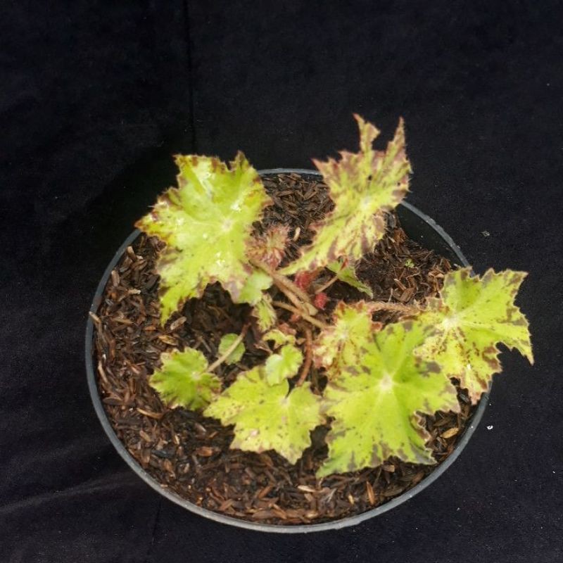 Jual Tanaman hias begonia cleopatra bintang/begonia cakra bintang ...