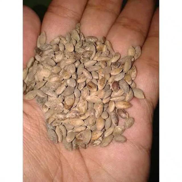 Jual Biji Pinus Merkusi 1KG | Shopee Indonesia