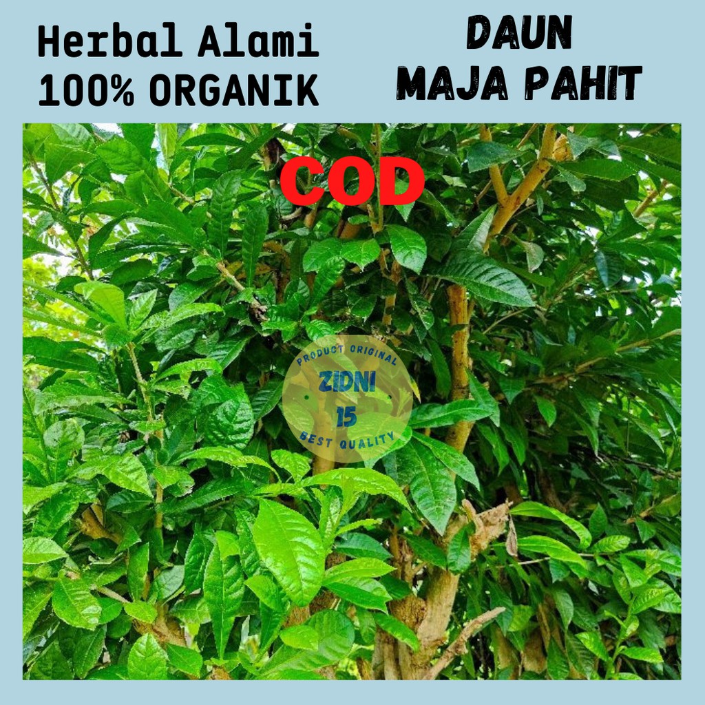 Jual Daun Maja Segar Herbal 200gram / daun majapahit jamu / mojopait ...
