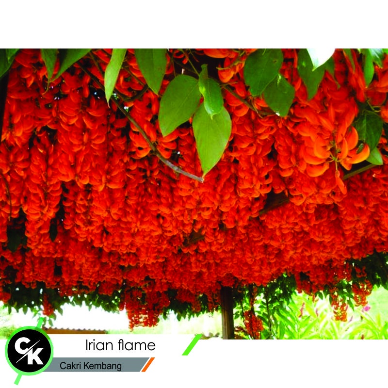 Jual Tanaman Hias Bunga Irian Flame - pohon Irian Of Flame Orange ...