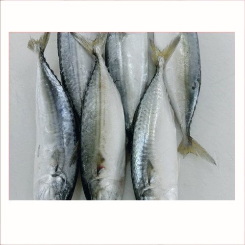 Jual Ikan Gembung Ukuran Sedang500gr | Pasar Induk Pekanbaru #Harga ...