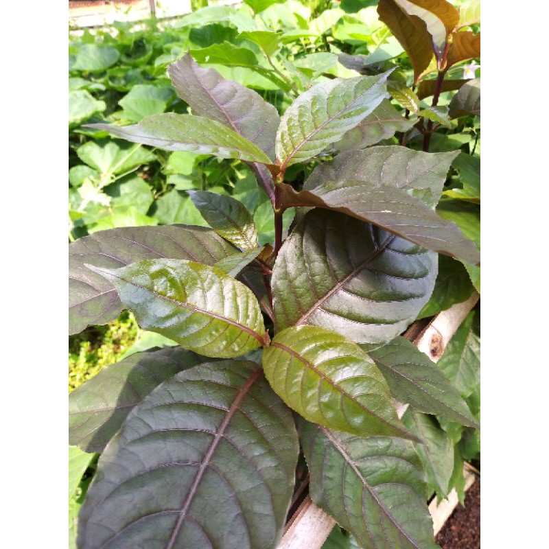 Jual Handeleum/Pohon Daun Ungu/Tanaman Obat Wasir | Shopee Indonesia