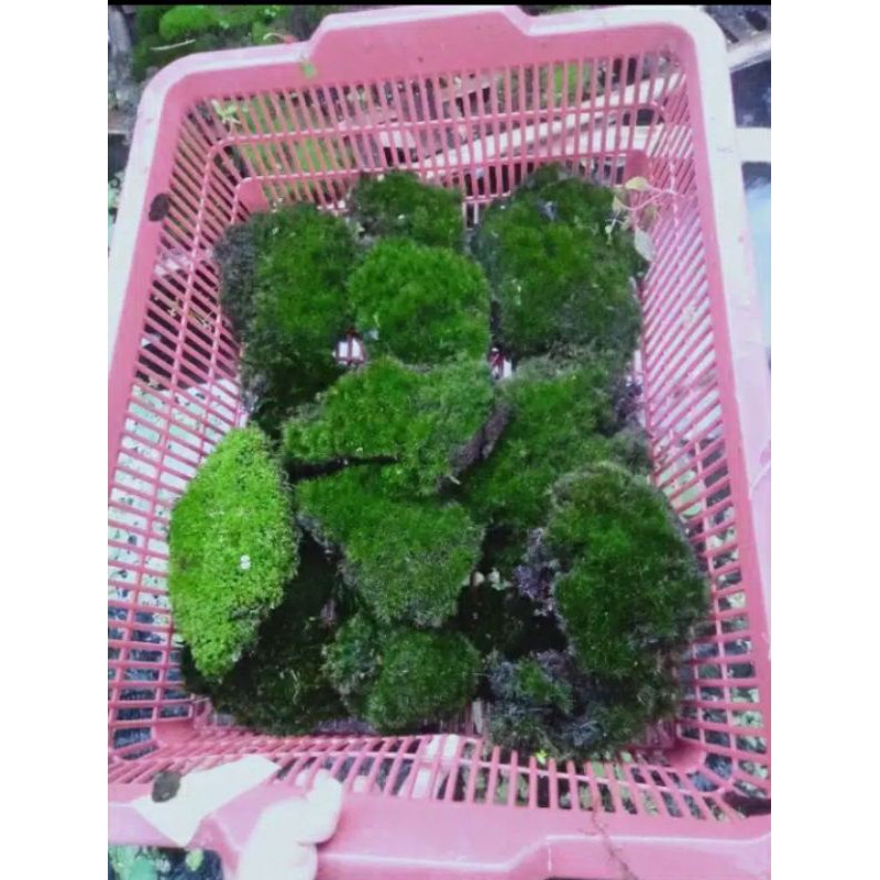 Jual mos (lumut) | Shopee Indonesia