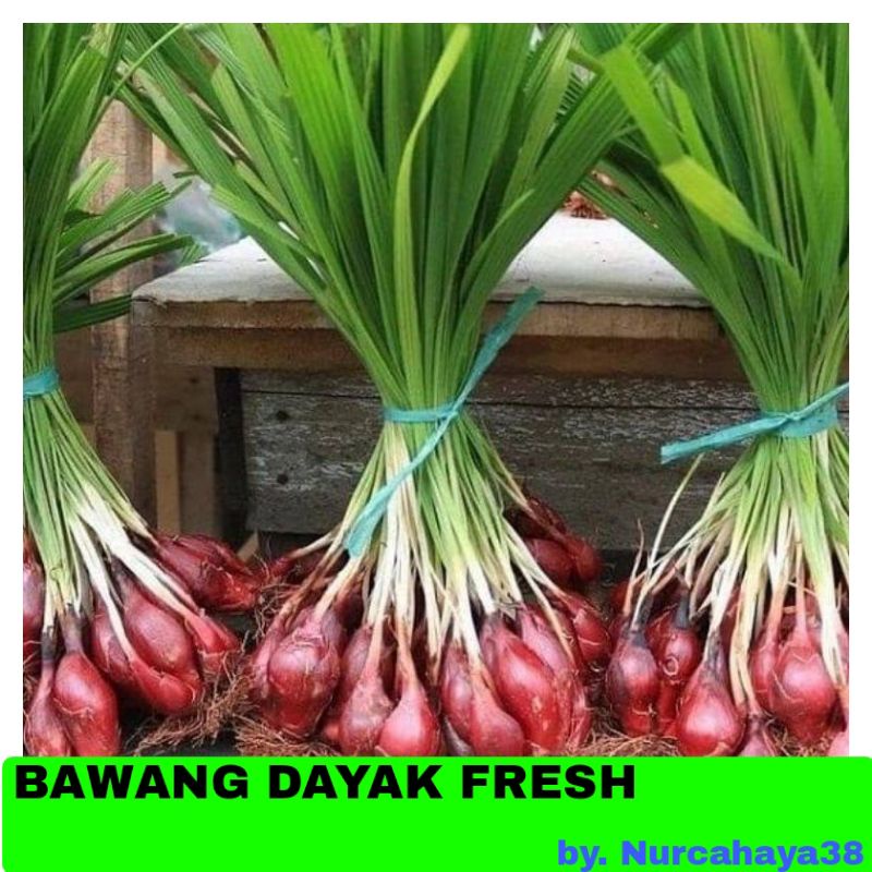 Jual Bawang dayak Segar | Bawang Dayak | Bawang Hutan Fresh /250gram ...