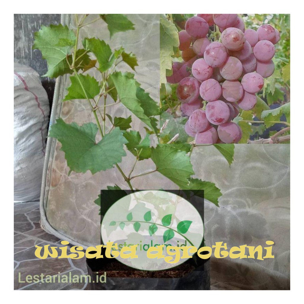 Jual COD Bibit buah anggur merah Anggur Import Okulasi WISATA AGROTANI ... Jual COD Bibit buah anggur merah Anggur Import Okulasi WISATA AGROTANI ...