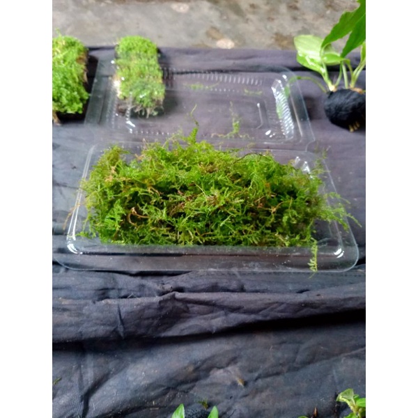 Jual Java mos pul air jual per mika tanaman aquascape | Shopee Indonesia