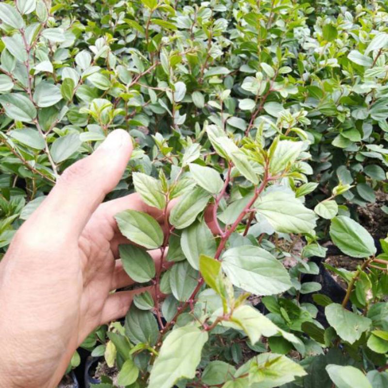 Jual BIBIT BIDARA ARAB (batang merah asli) | Shopee Indonesia