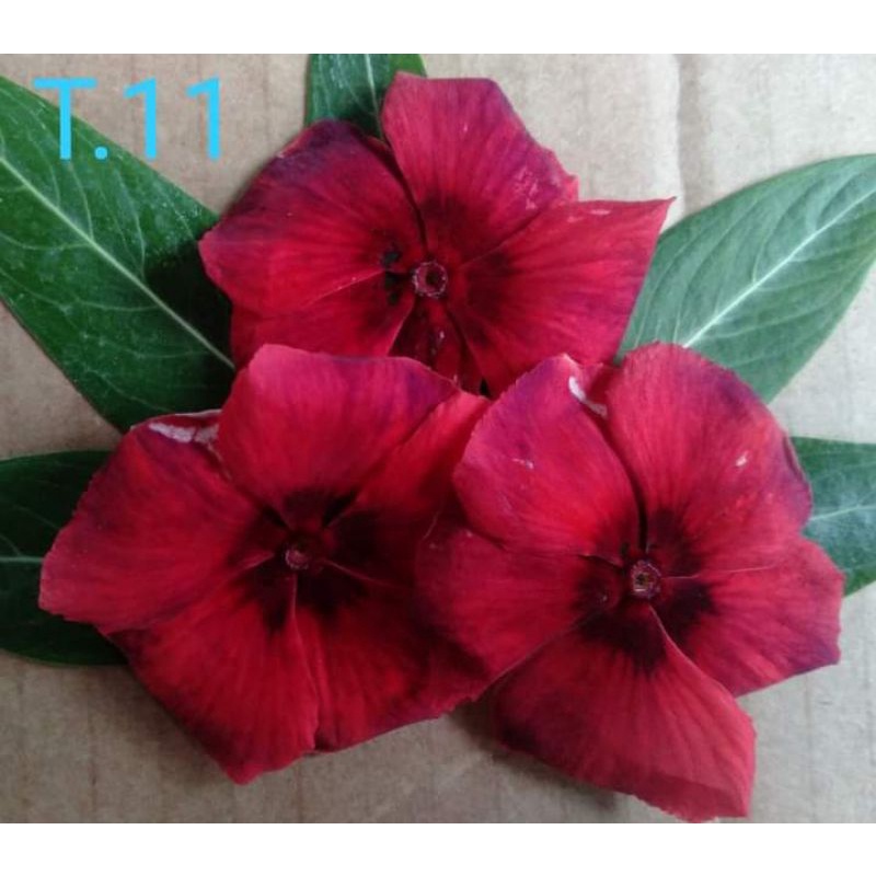 Jual vinca benih tegak kode T08-T17 | Shopee Indonesia