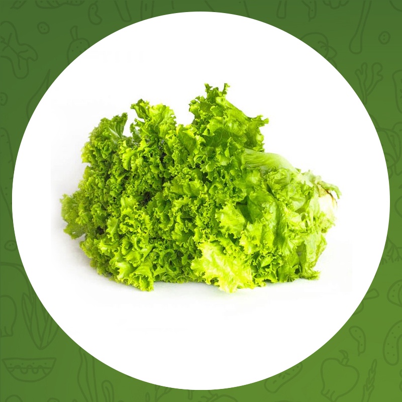 Jual SELADA KERITING 250gr | Shopee Indonesia