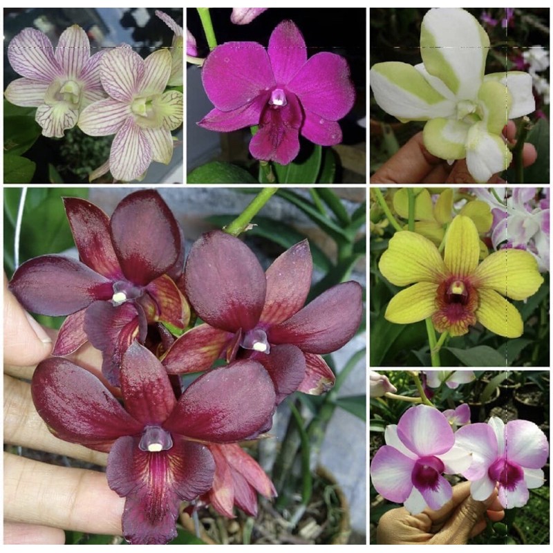 Jual Paket 6 anggrek seedling murah-tanaman hidup-bunga hidup murah ...