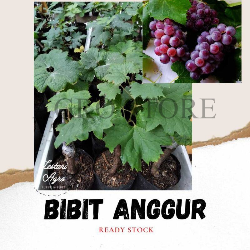 Jual Bibit Anggur Moondrop, Bibit Anggur Import | Shopee Indonesia Jual Bibit Anggur Moondrop, Bibit Anggur Import | Shopee Indonesia