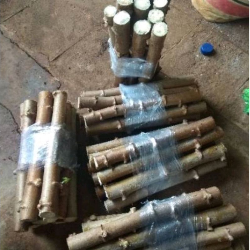 Jual 8 Bibit ketela pohon/singkong MALAYSIA | Shopee Indonesia